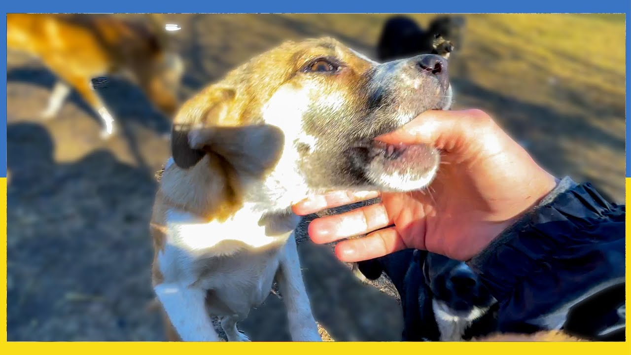 They Said Stray Dogs Are Dangerous… Watch This! 🐕 - YouTube