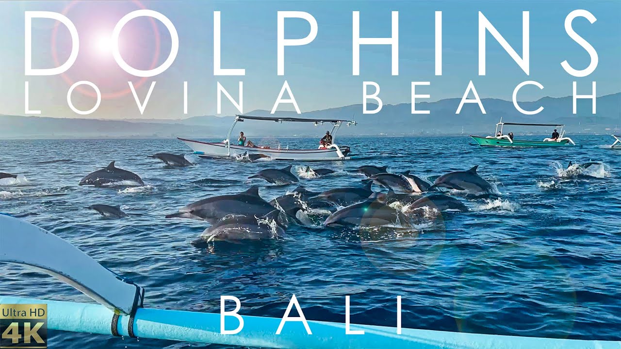 🇮🇩4K Bali Dolphins Boat Tour - Magical Sunrise Encounter with Dolphins ...