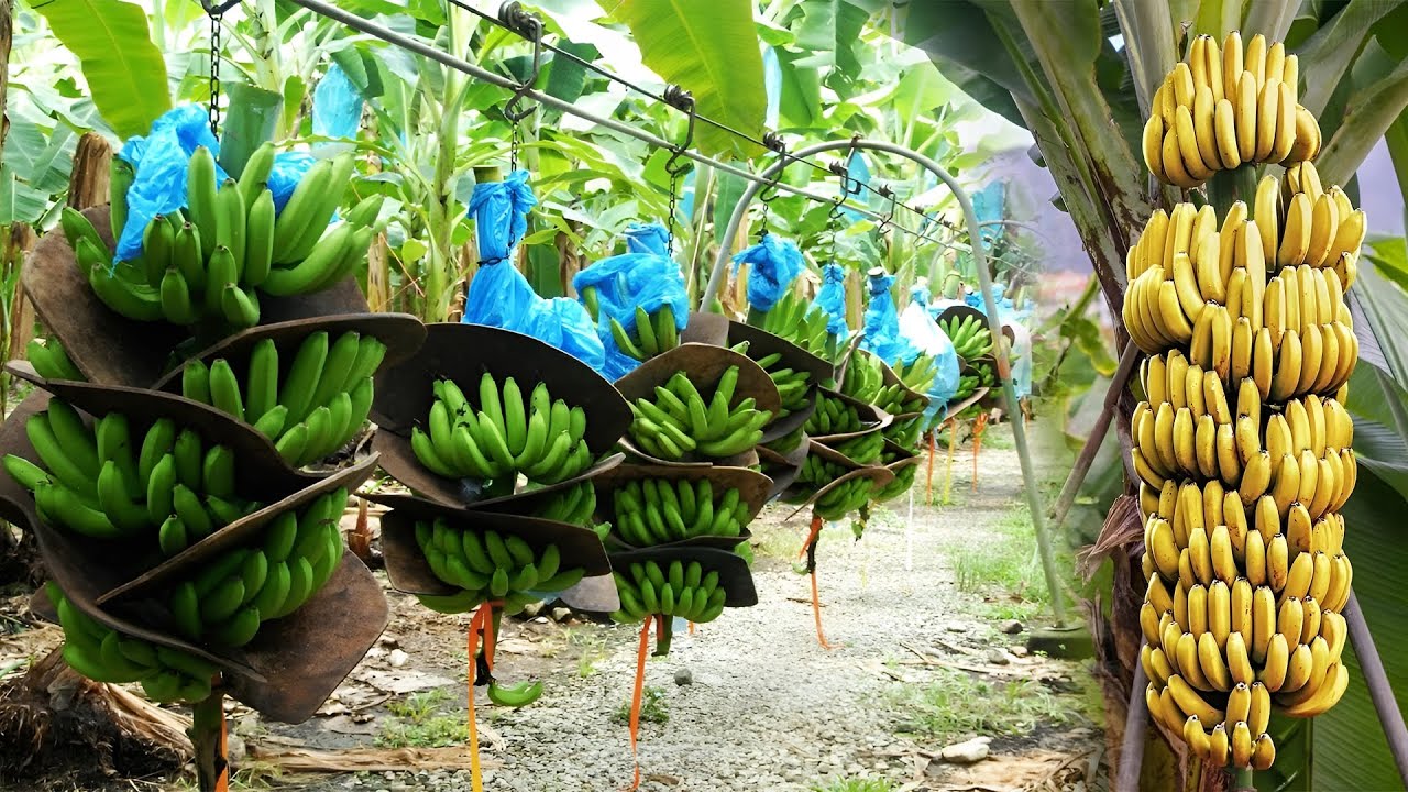 🍌Banana Farming & Processing in factory 🍌 How To Banana Harvesting ...