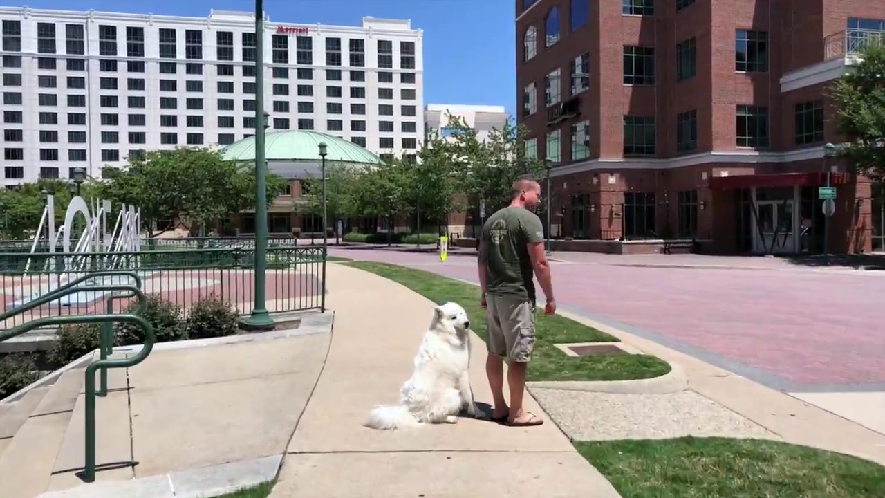 Samoyed "Yeti" l Awesome Transformation l Dog Training Virginia - YouTube