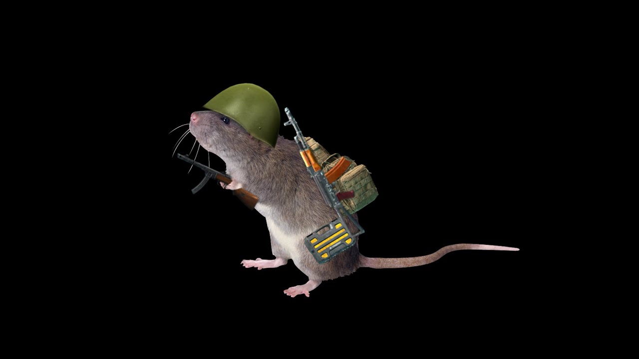 rat gaming - YouTube