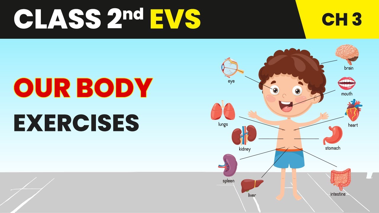 Our Body - Exercises | Class 2 Environmental Studies Chapter 3 | CBSE ...