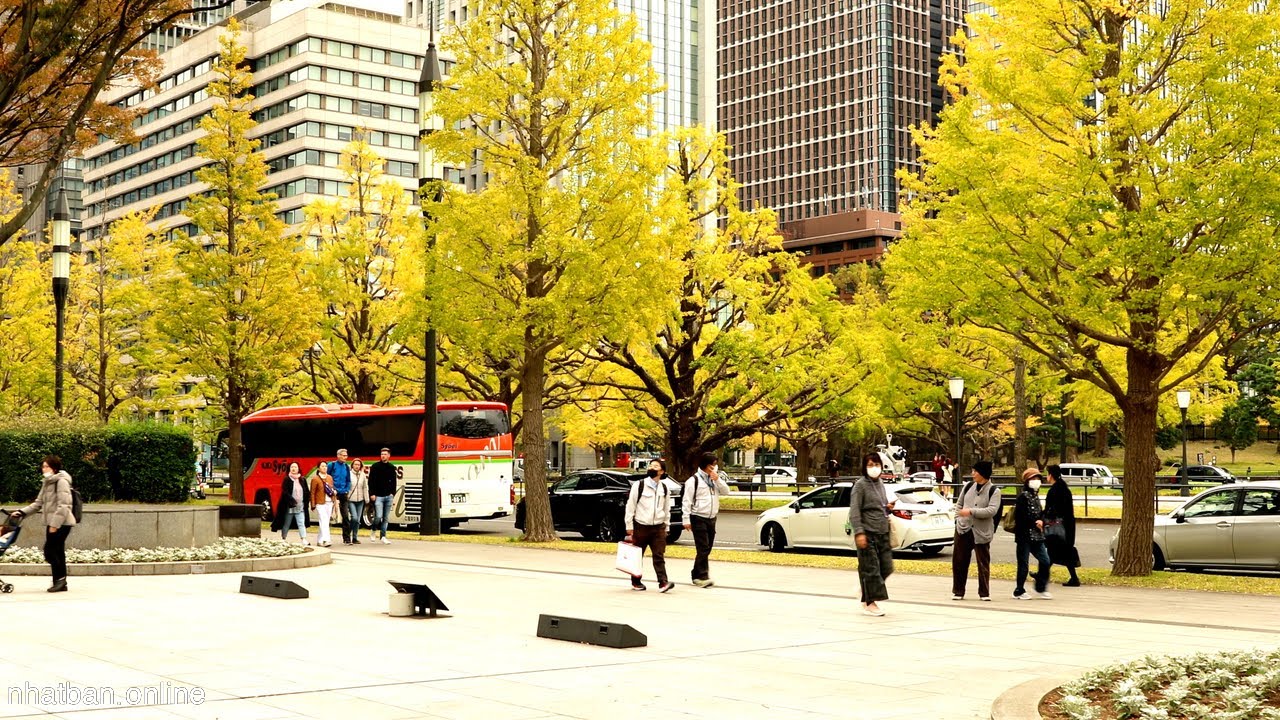 Tokyo autumn leaves | Yellow spring road in Tokyo station | Japan Walk ...