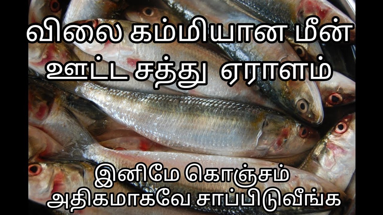 மத்தி மீன் கிடைச்சா வாங்கி வாங்கி சாப்பிடுங்க/ மத்தி மீன் பயன்கள் ...