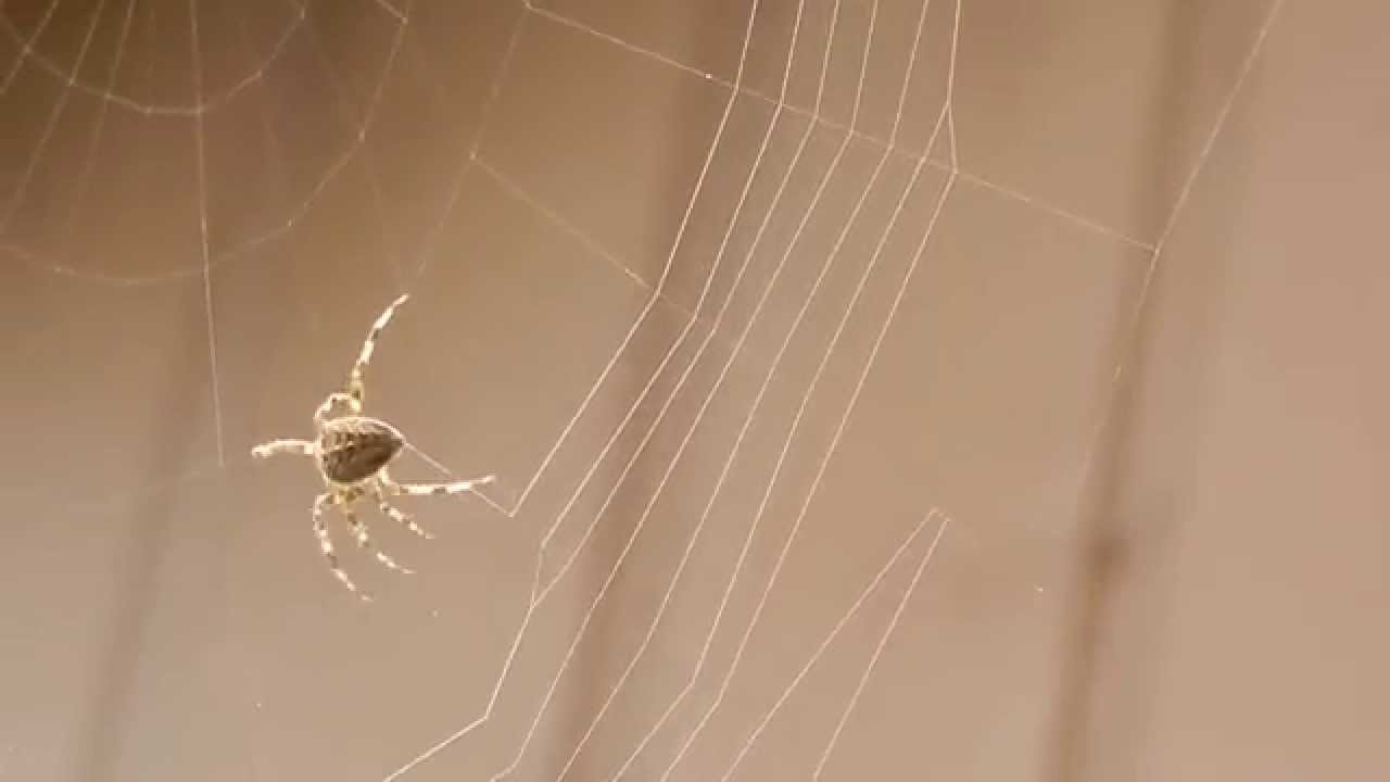 Orb Weaver Spider Weaving an Intricate Web - YouTube
