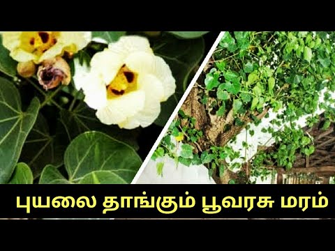 Poovarasu Tree | Poovarasu Tree Uses | Poovarasam Tree Poovarasan tree ...