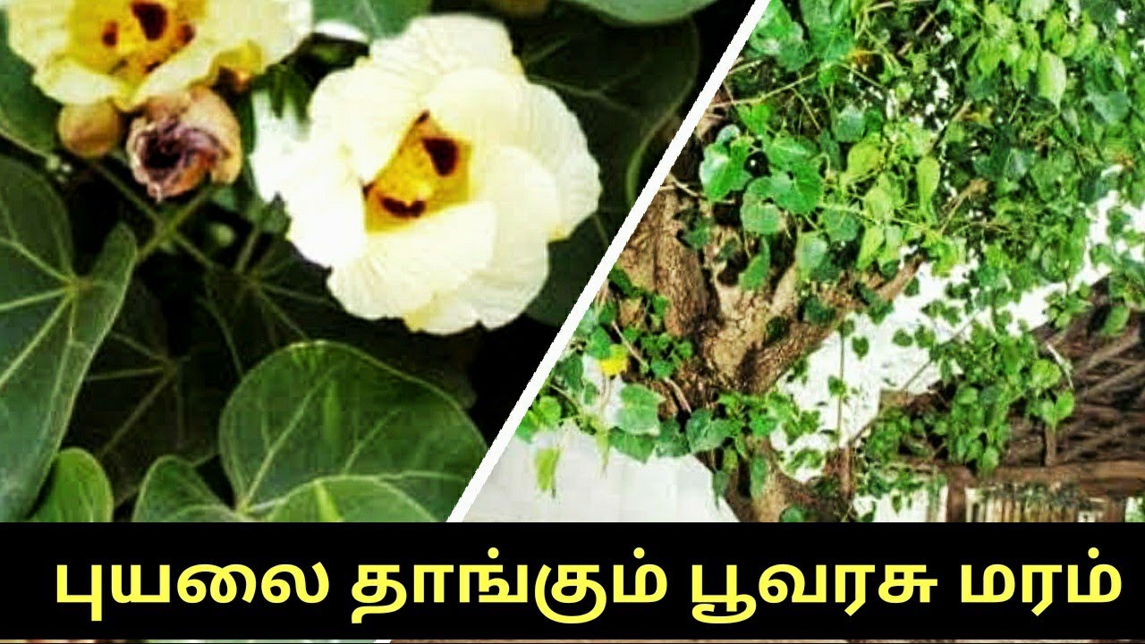 Poovarasu Tree | Poovarasu Tree Uses | Poovarasam Tree Poovarasan tree ...