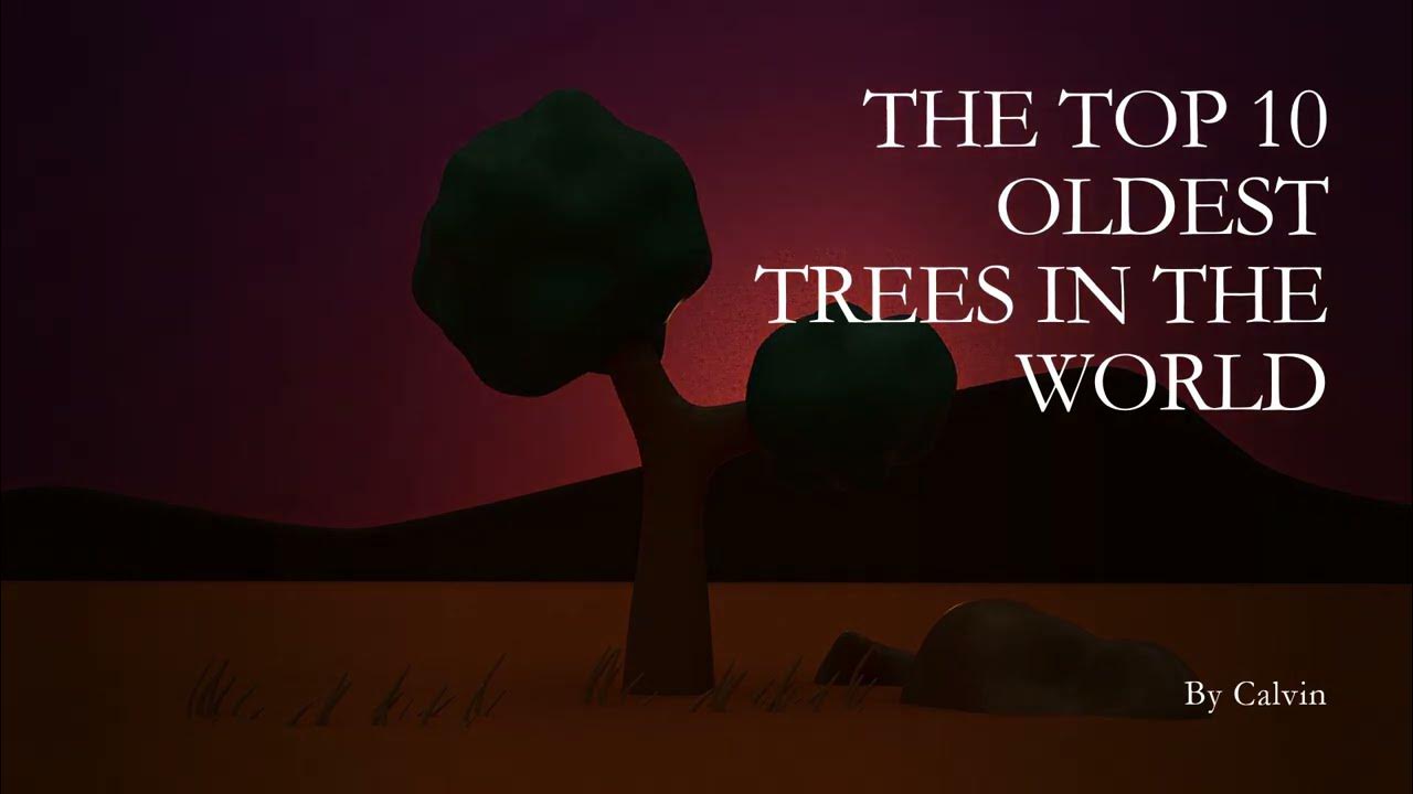 The Top 10 Oldest Trees in the world--By Calvin - YouTube