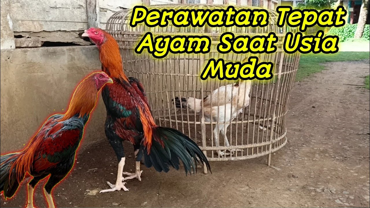 Tips Merawat Ayam Muda Agar Tetap Sehat - YouTube