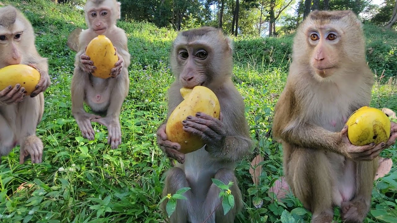 Adorable Monkeys Eats Mangoes and Happy! 🐵😂 - YouTube