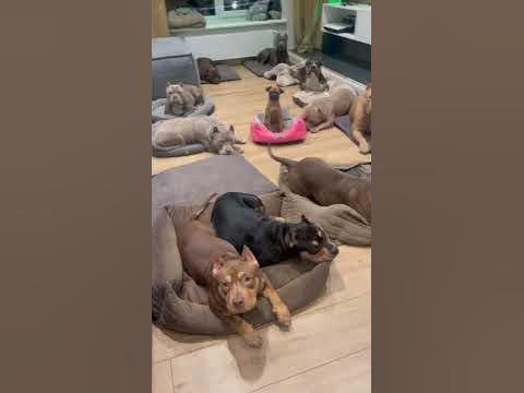 Корм Alfabulls и его потребители 😀 - YouTube