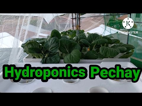 Harvest time | Hydroponics Pechay kratky Set up sa BUBONG.. - YouTube