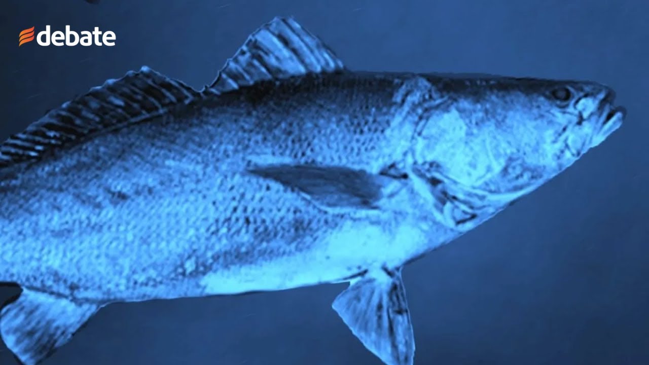 ¿Qué es el pez totoaba y cómo se relaciona con la posible extinción de ...