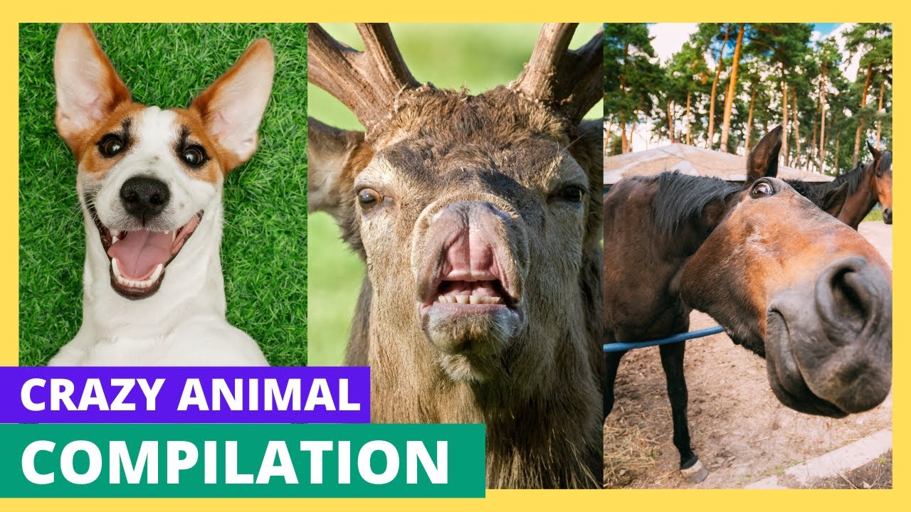 Wild & Hilarious: CRAZIEST Animal Moments Caught on Camera! # ...