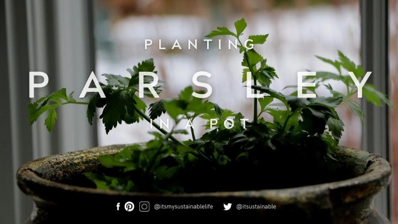 Plant And Grow Parsley In A Pot - YouTube