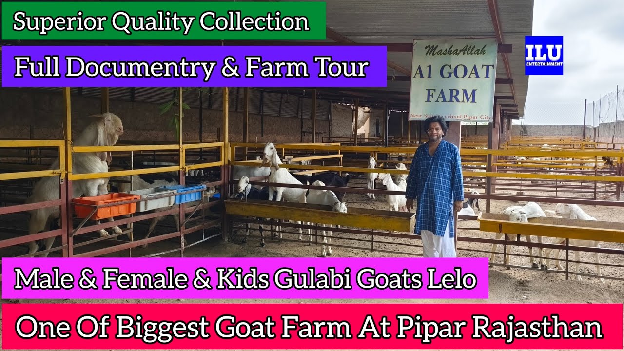 Superior Quality Collection Full Gulabi Goats Biggest Farm Tour || A1 ...