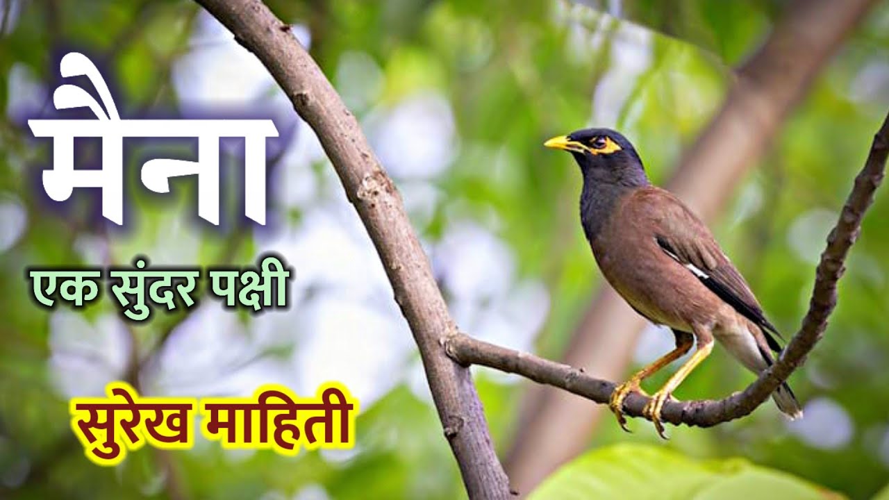मैना पक्षी माहिती मराठी | maina pakshi mahiti - YouTube