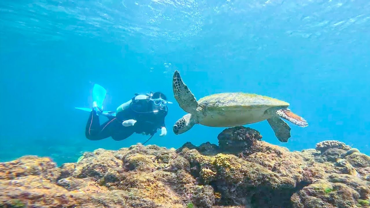 Scuba Diving with sea turtles I Yakushima, Japan - YouTube