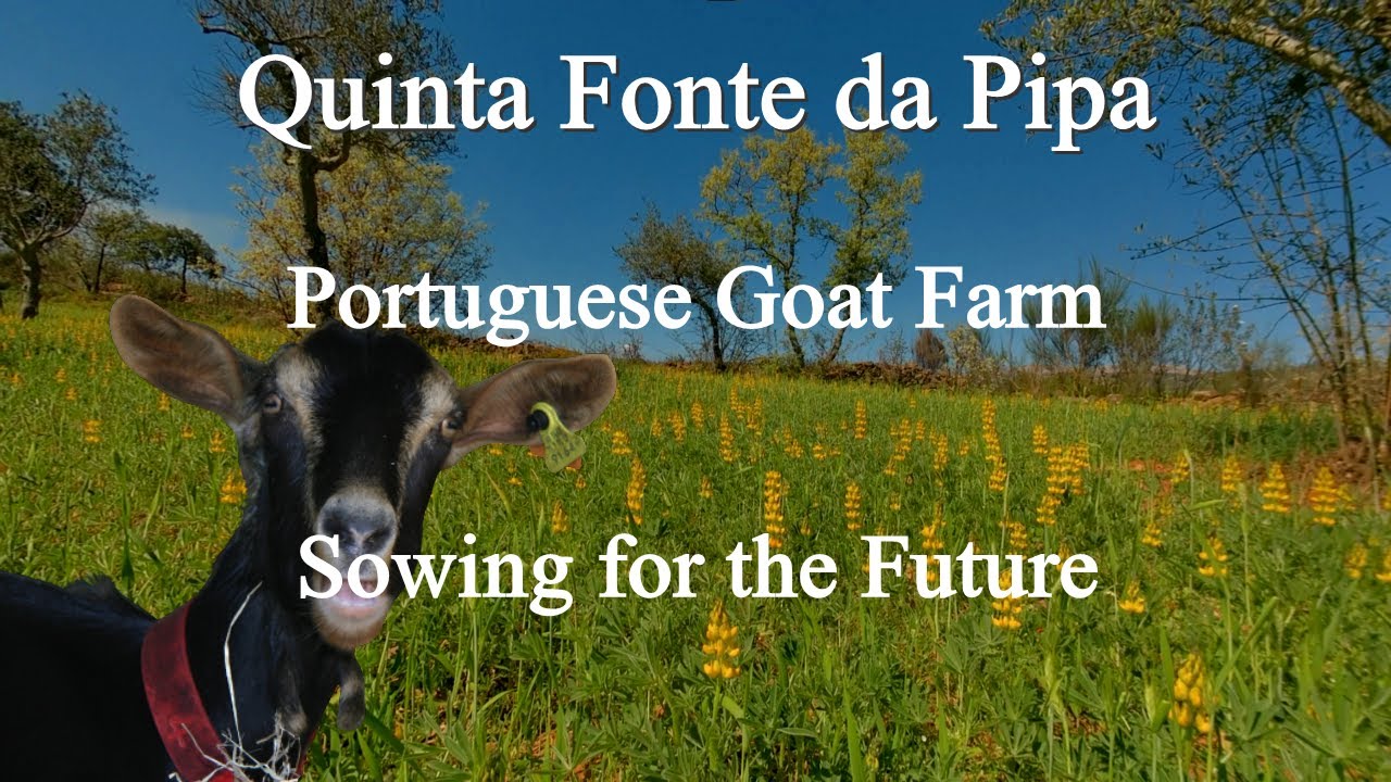A Portuguese Goat Farm - Sowing for the future. Sowing Triticale and ...