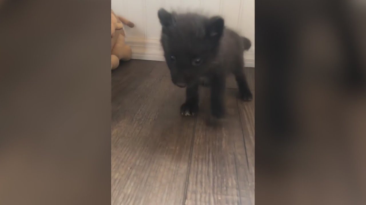 Summerfield Zoo welcomes new blue phase arctic fox - YouTube