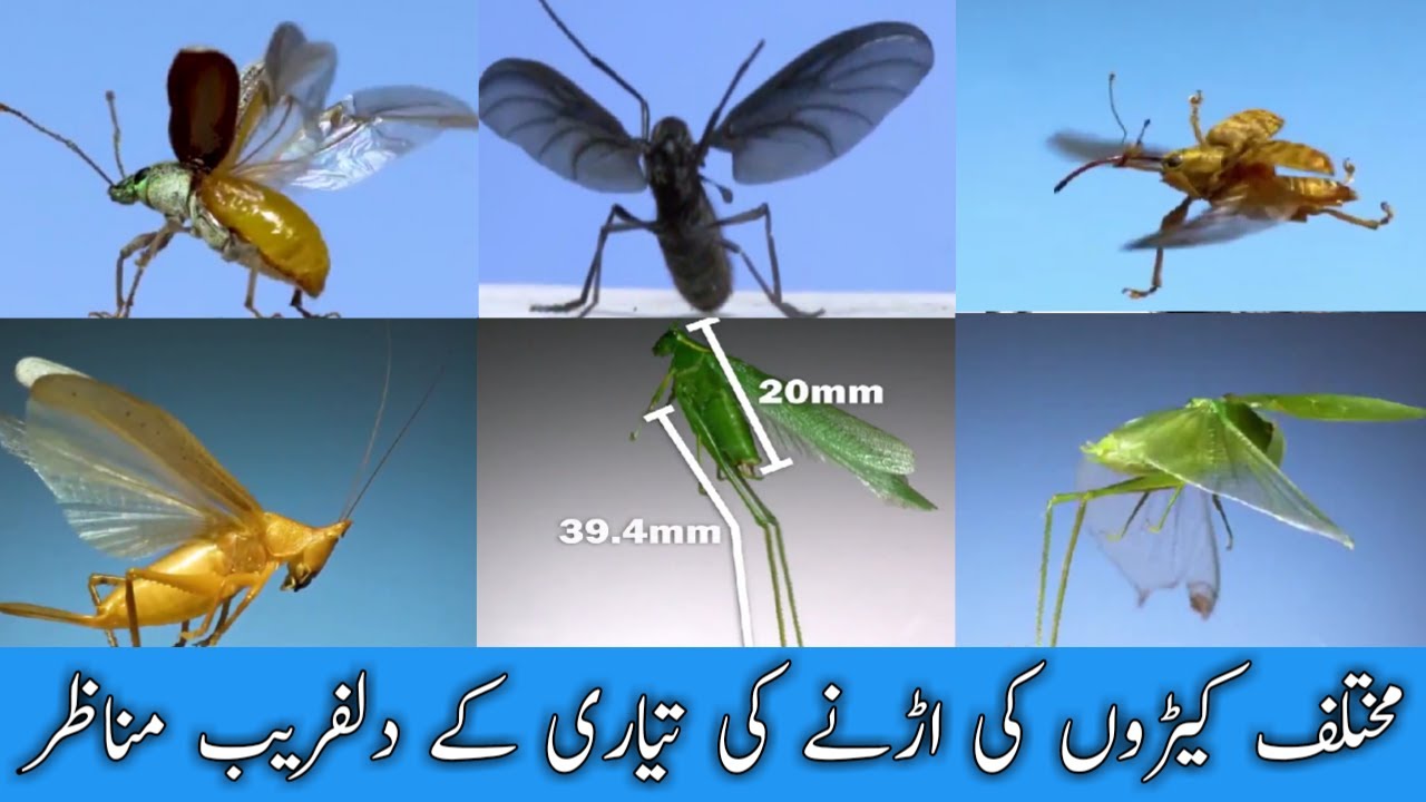 Fascinating Scenes of Various Insects Preparing to Fly | Insect Flight ...