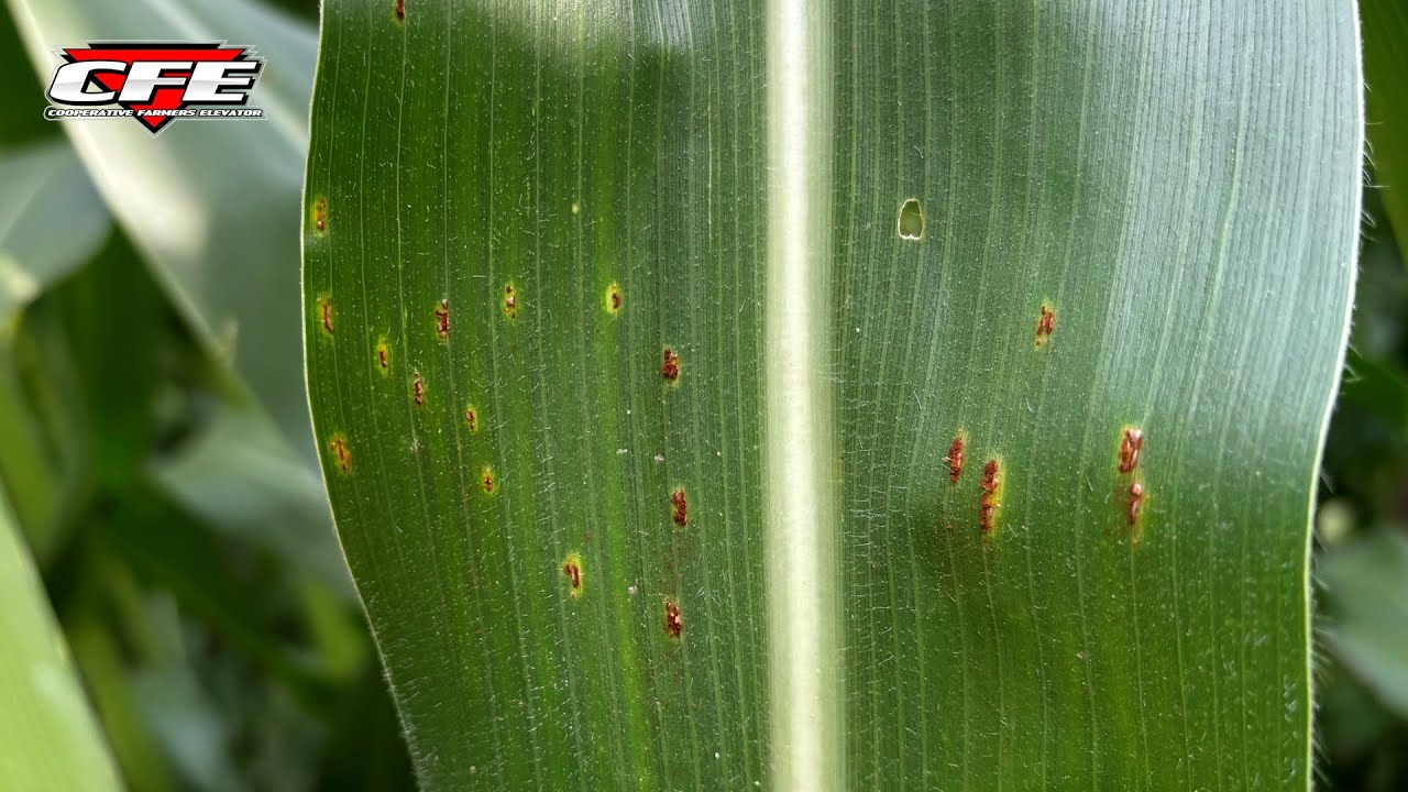 Spots and Dots on Corn - YouTube