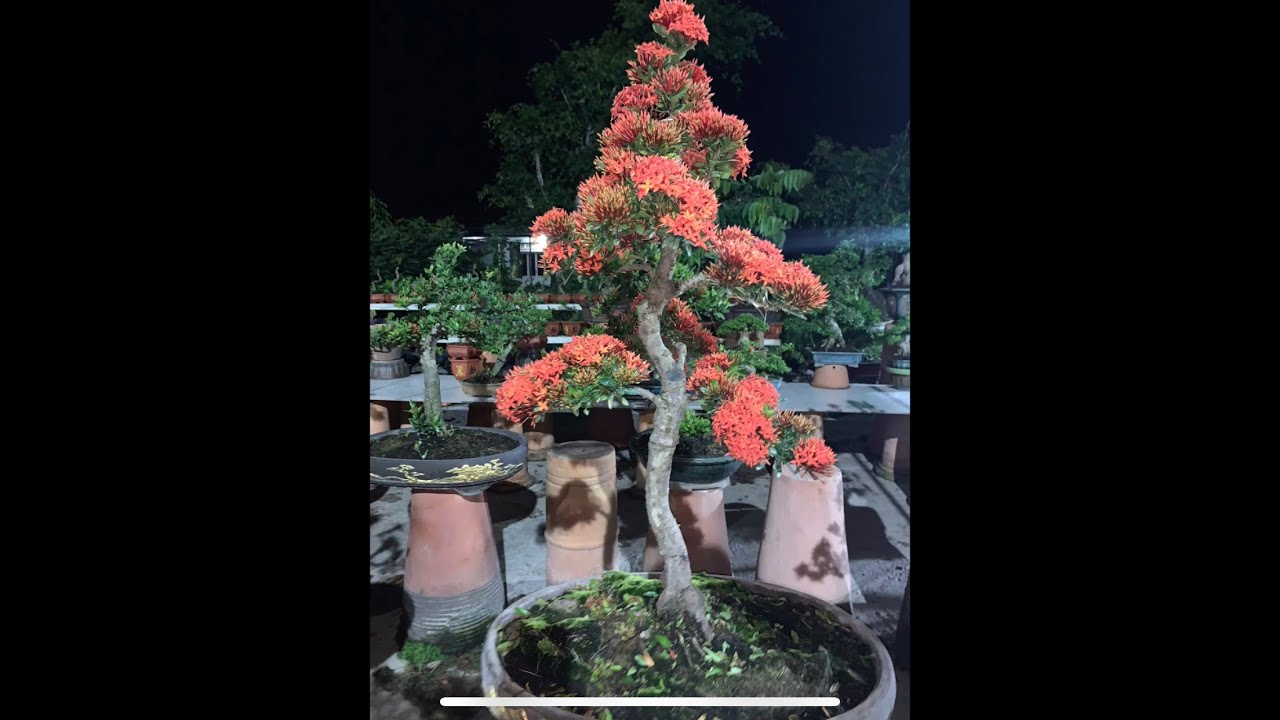 Cách nuôi bông trang bonsai p15 - Cách Thay Chậu Cây Trang bonsai Thành ...