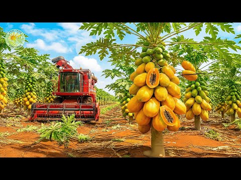 How Farmers Harvest Millions of Tons of Papayas - Awesome Papaya Cultivation Technology