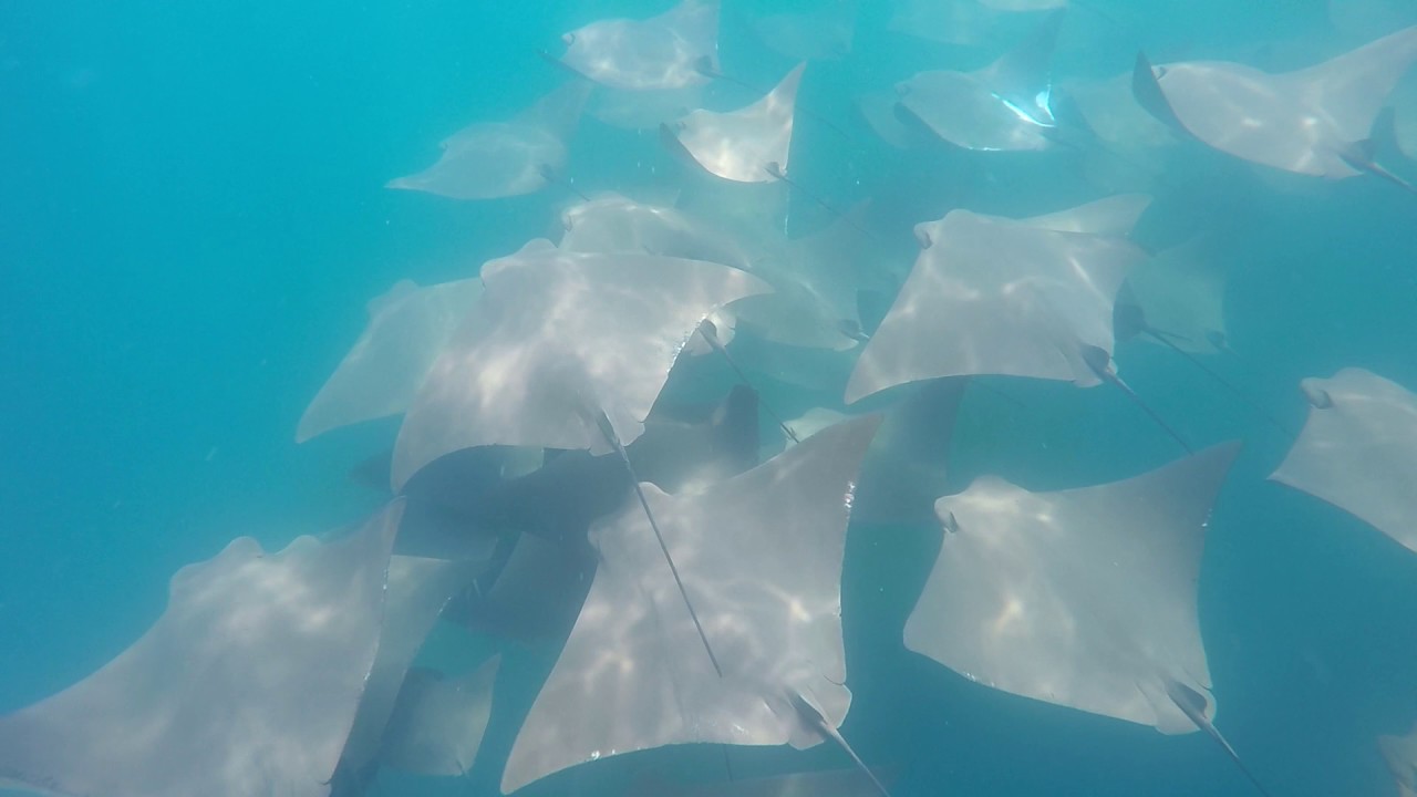 Golden Rays in Galapagos - YouTube
