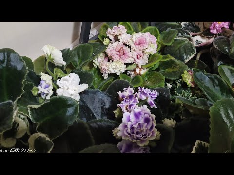 Birbirinden güzel ve özel tür menekşe çeşitlerim satışta bayram kampanyası 💐