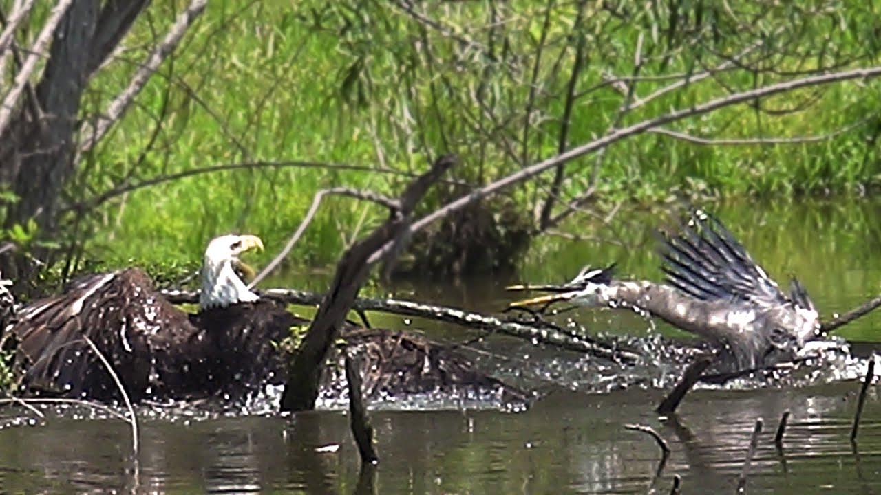 Big Bird gets beat up by Bald Eagles and the Canadian Geese come to ...
