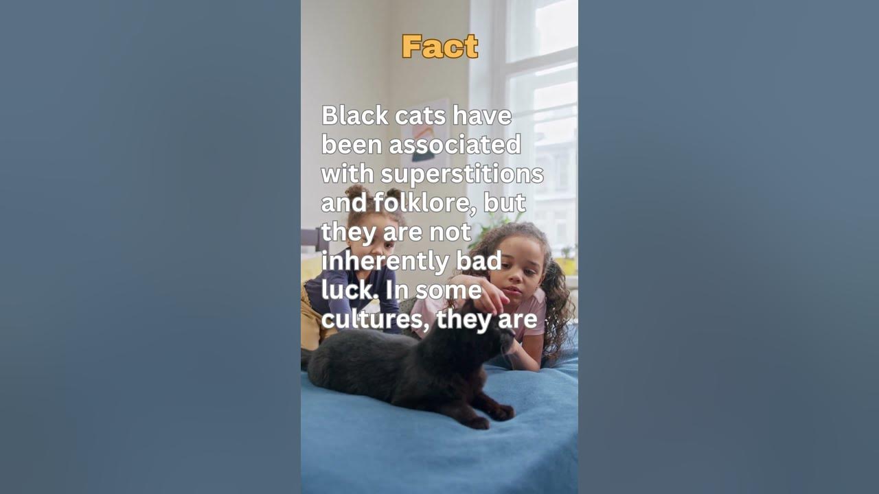 Cat Myth 4 Unraveling The Myth Black Cats Bad Luck Or Good cat-myth-4-unraveling-the-myth-black-cats-bad-luck-or-good