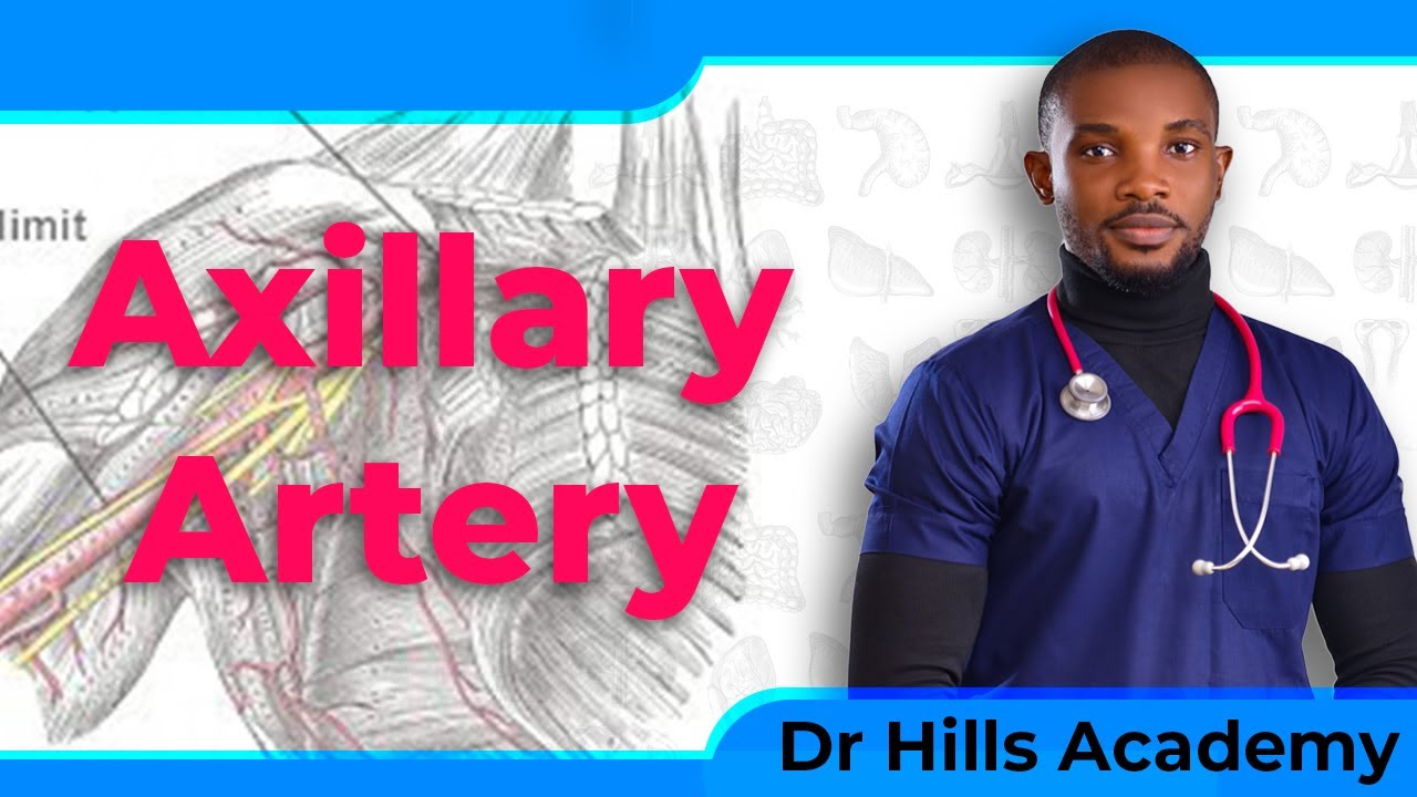 Axillary Artery Anatomy(1/2): Course, Divisions, Relations [Simplified ...
