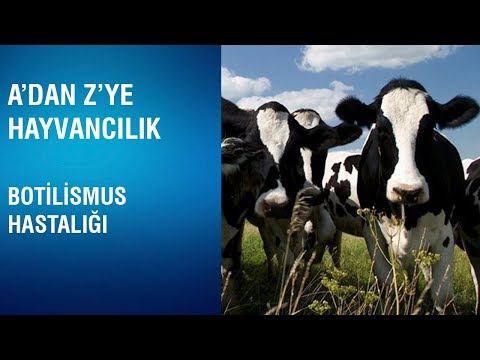 A'dan Z'ye Hayvancılık - Botilismus Hastalığı