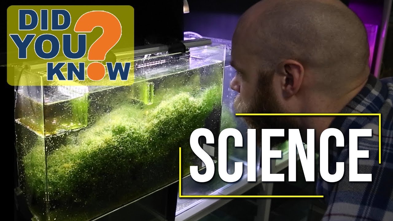 Refugium Performance? 12 Science-Based Techniques on Utilizing Algae to ...