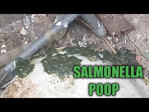 SALMONELLA POOP (DAY TWO OF GIVING SALMOSTOP) - YouTube