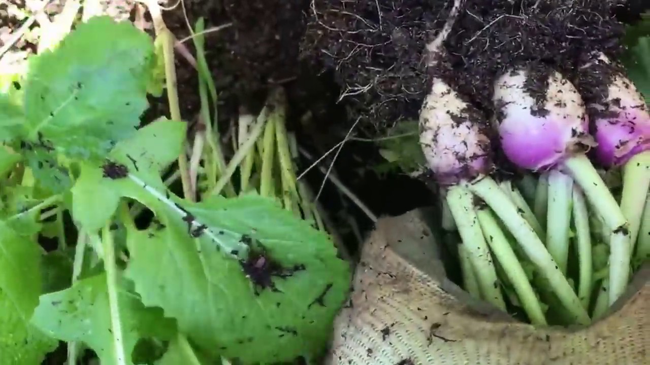 Pulling turnips - YouTube