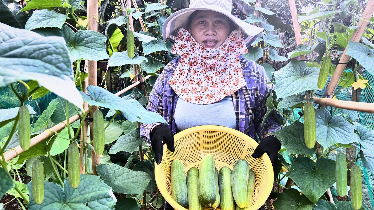 Tell you how to grow cucumbers | Harvest after 1 month | Large cucumber ...
