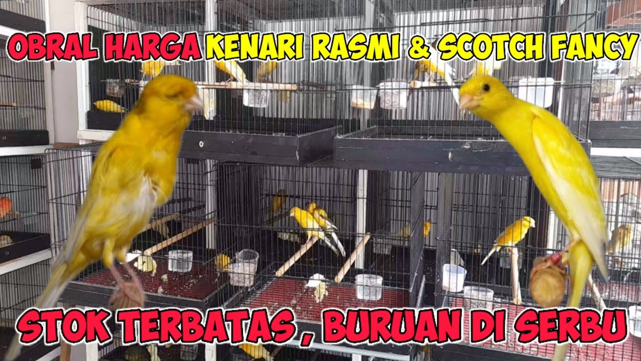 Obral Harga Kenari Rasmi & Scotch Fancy #kenari #kenarigacor # ...