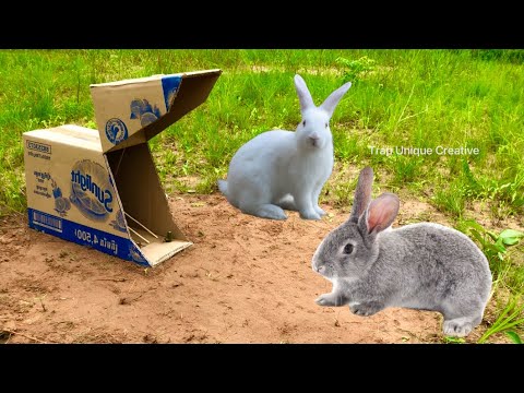 Build Underground Paper Box Rabbit Trap Make trim And Woods - YouTube