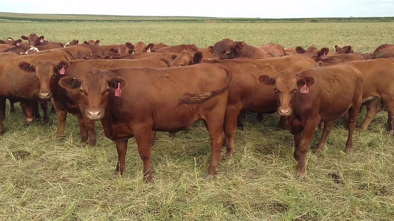 Cattle Range Listing 907C988-201 - YouTube
