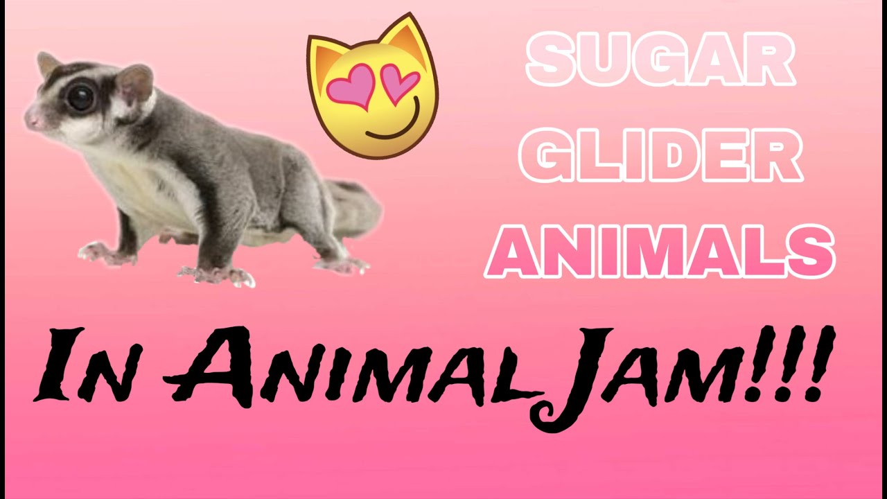 SUGAR GLIDER *ANIMALS* In Animal Jam???!!! -AJPW update- - YouTube