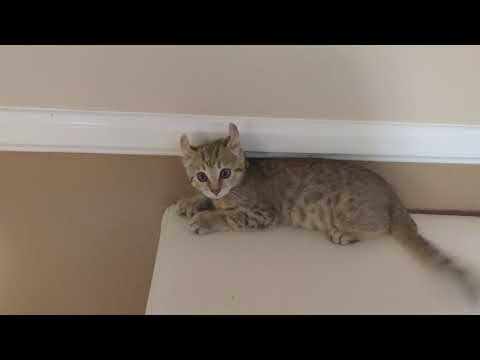 F2 Jungle-cat / Bobcat / Savannah-Lynx...very extraordinary 1-of-a-kind hybrid