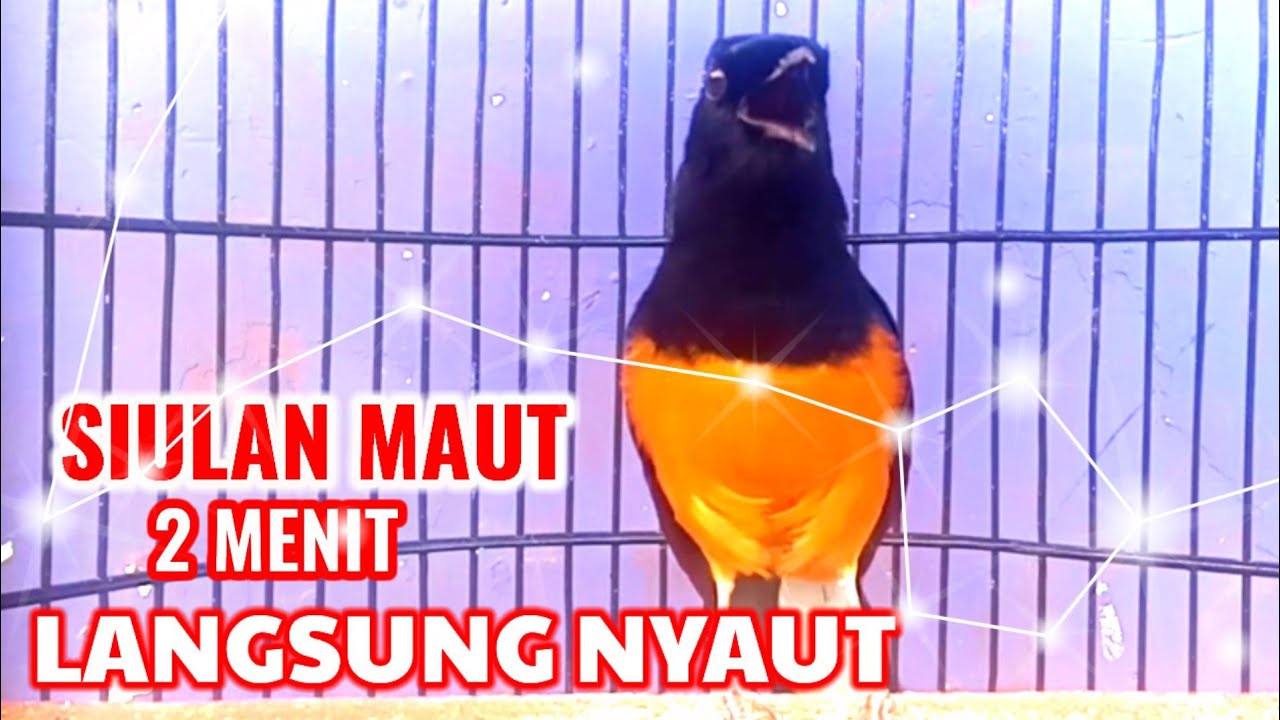 SIULAN MURAI BATU INI 2 MENIT LANGSUNG NYAUT MURAI APAPUN - YouTube