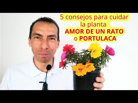 5 consejos para cuidar la planta AMOR DE UN RATO o PORTULACA