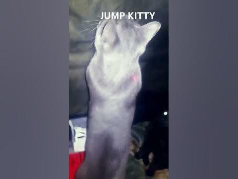 jump kitty - YouTube