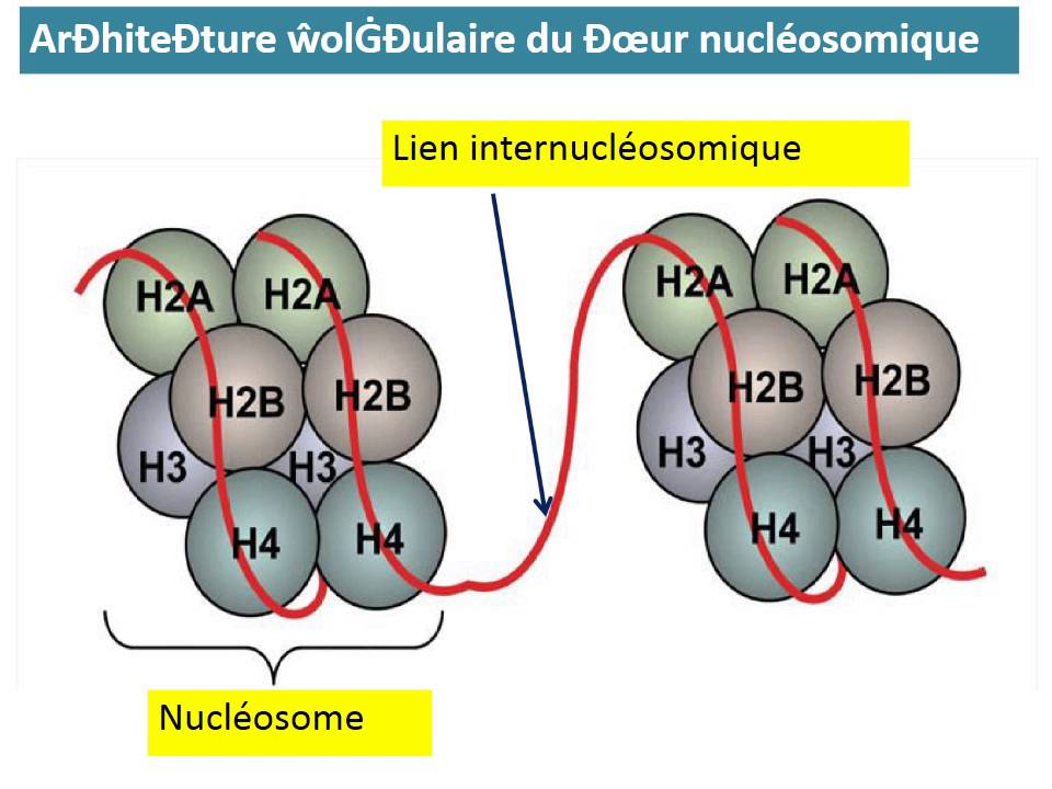 CYTOLOGIE Noyau interphasique & cycle cellulair - YouTube