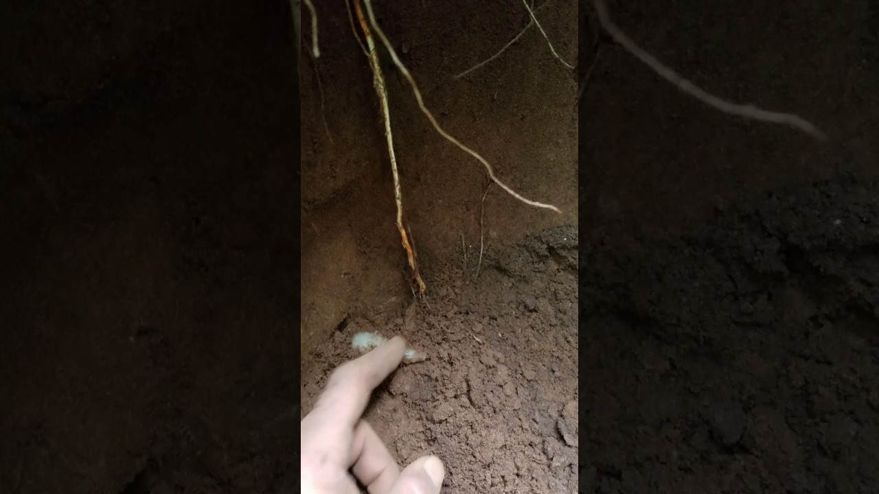 North West Louisiana arrowhead digging - YouTube