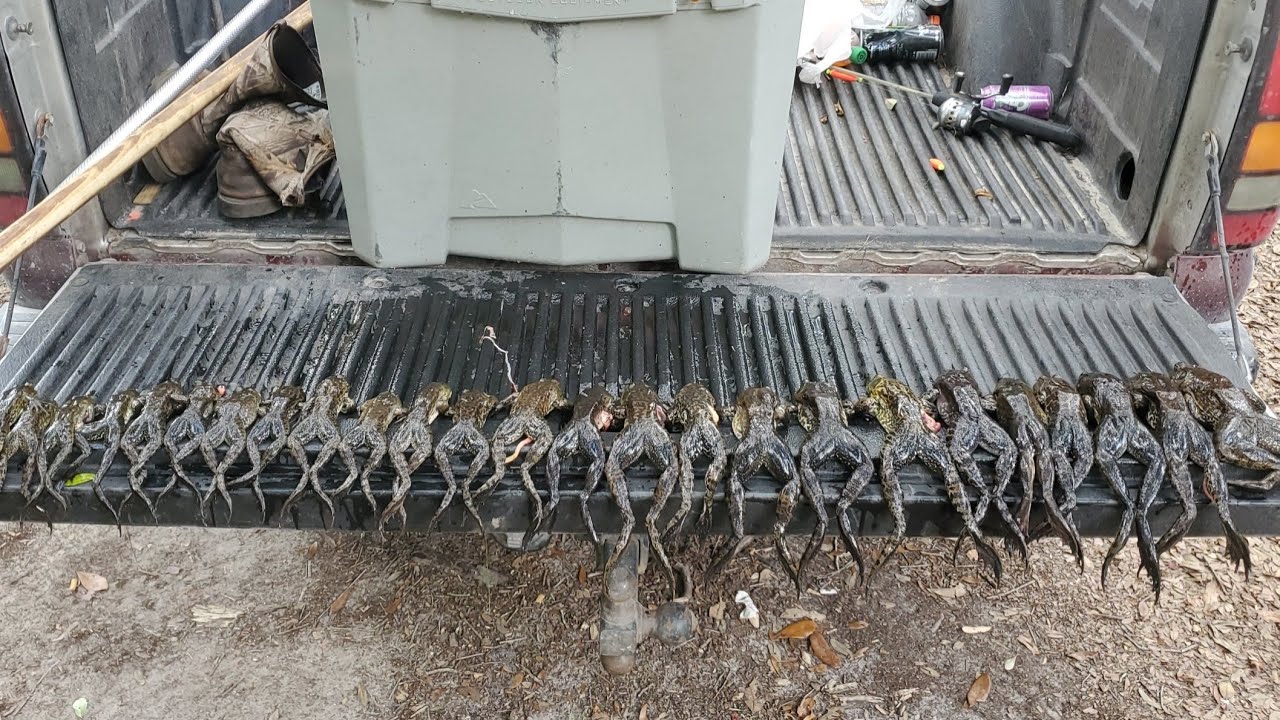 Florida frog gigging - YouTube