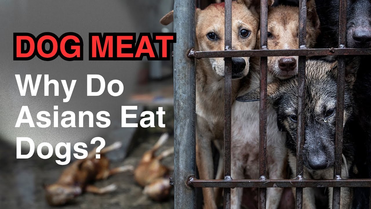 Dog Meat - Why Do Asians Eat Dogs? - YouTube